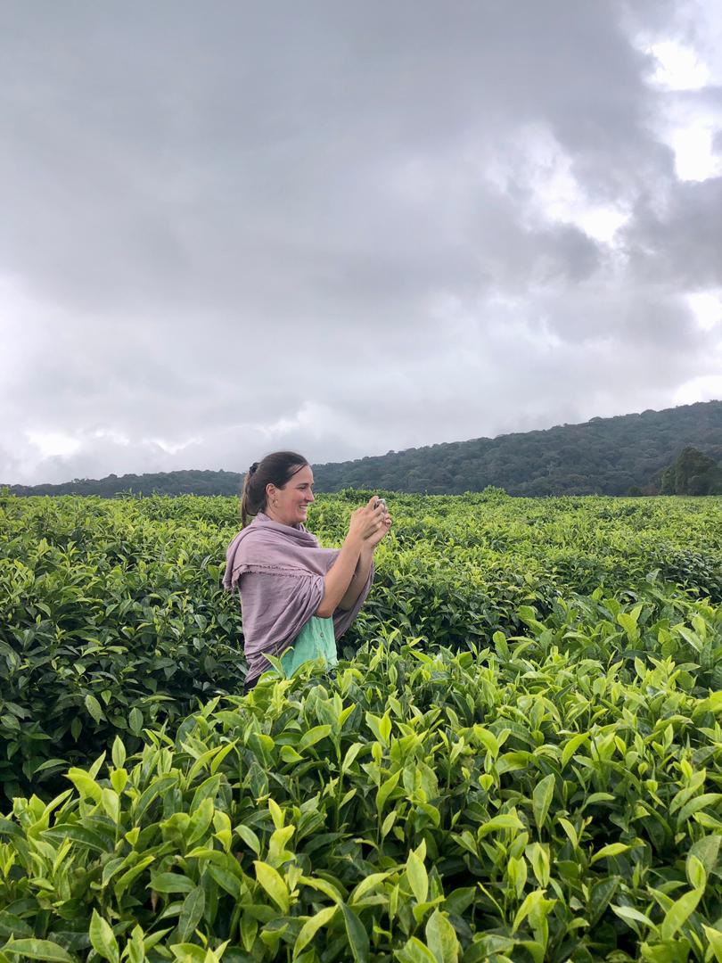 Teza Tea Plantations – Scenic Hills & Tea Fields | M Travel and Tours ...